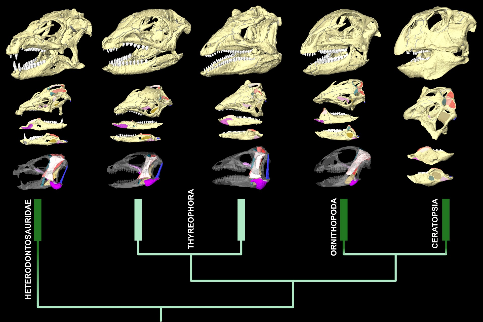 ‘Veggie’ Dinosaurs Differed In How They Ate Their Food - Current ...