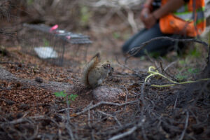 Squirrels That Gamble Win Big When It Comes To Evolutionary Fitness ...