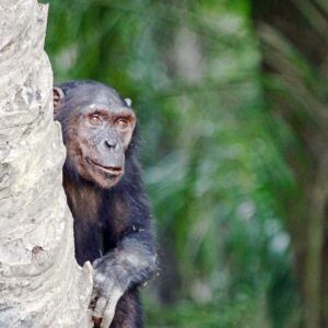 Risky Business: Teenage Chimps Risk It All, Like Humans | Current ...