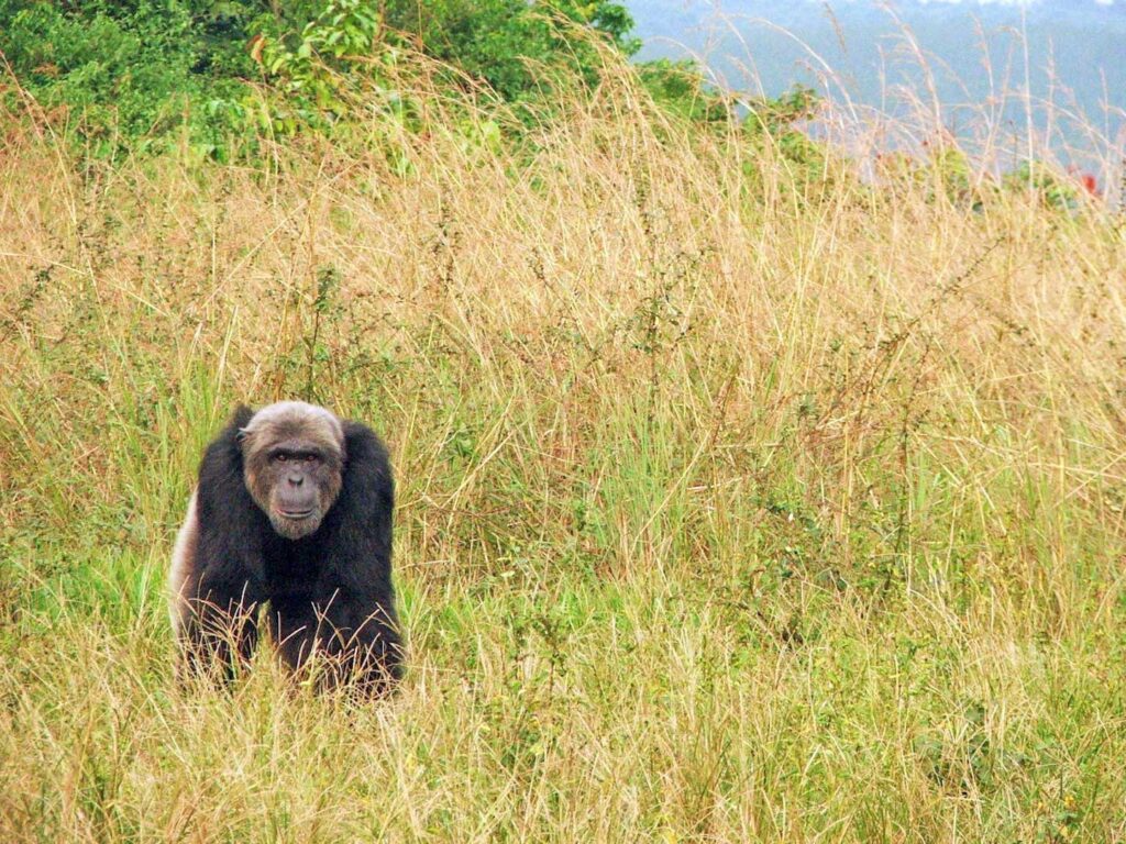 Risky Business: Teenage Chimps Risk It All, Like Humans | Current ...