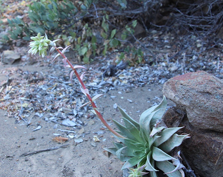 Two New Species of Rare Succulents Found in Mexico Named by UCSC ...
