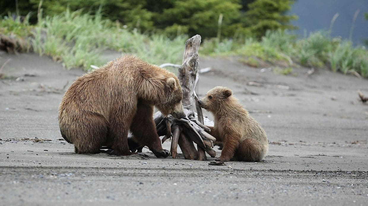 Gut Microbiomes Help Bears With Very Different Diets Reach the Same ...