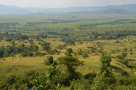 Study Pushes Back The Emergence Of African Grasslands By More Than 10 ...