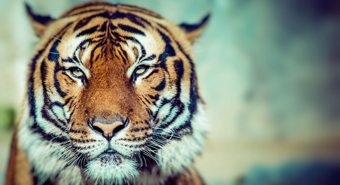 Opportunities and Challenges in Applying the 3Rs to Zoos and Aquariums ...