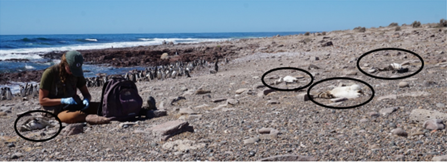 Mass Die-Off Of Magellanic Penguins Seen During 2019 Heat Wave ...