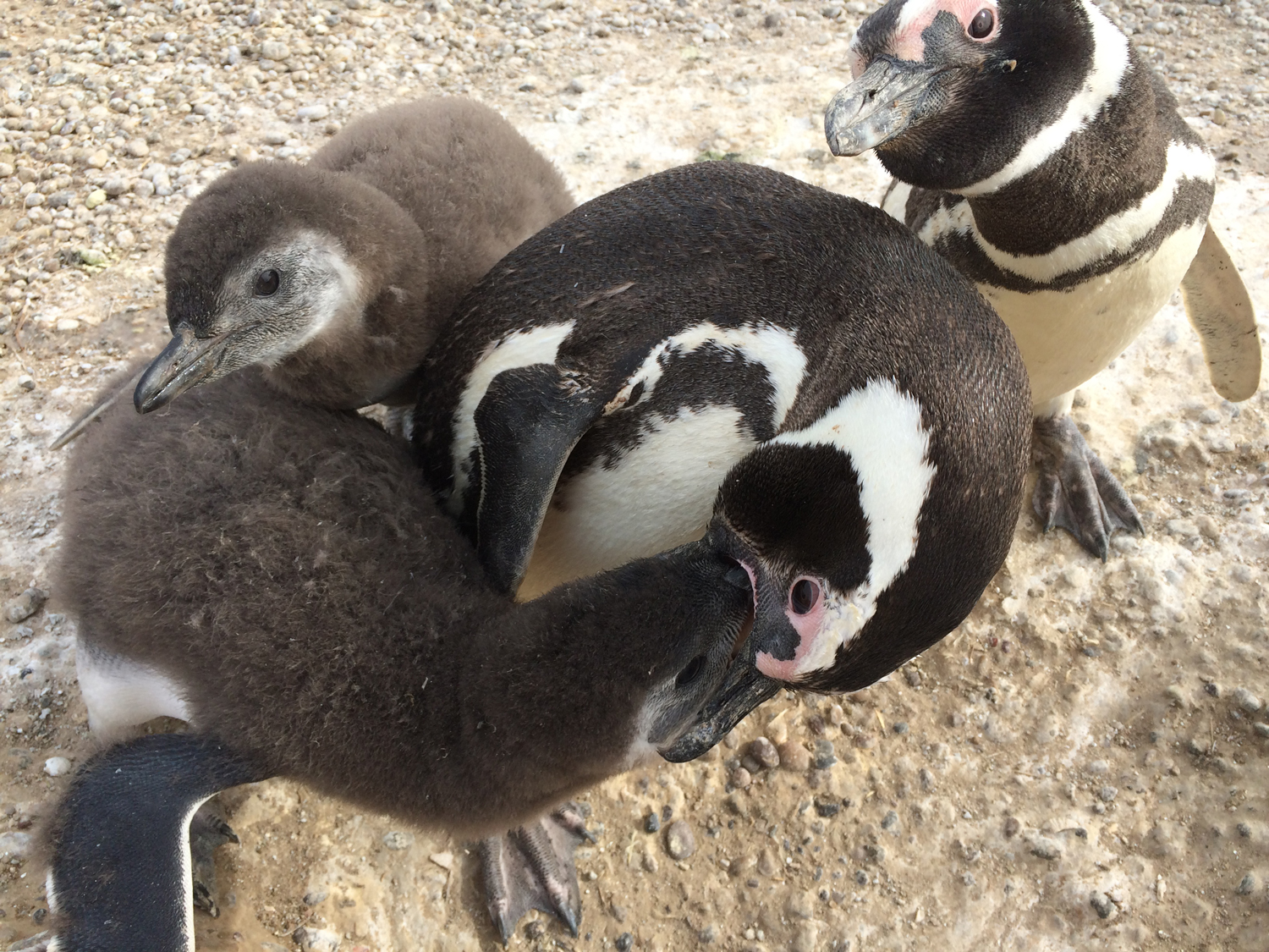 Mass Die-Off Of Magellanic Penguins Seen During 2019 Heat Wave ...