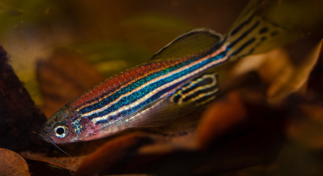Plastic pollution reduces fertility of zebrafish | Current Science Daily