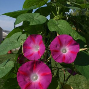 Bigger Flowers, Greater Rewards: Plants Adapt to Climate Disruptions to ...