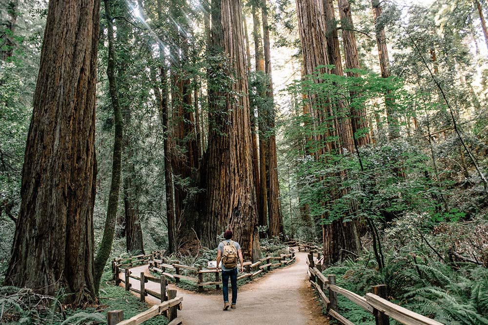 Mapping The Redwood Genome | Current Science Daily