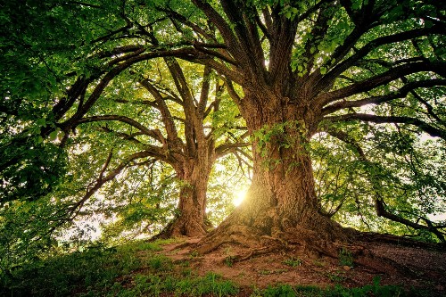 Scientists Discover How Plants Evolved to Colonise Land Over 500 ...