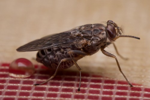 Why Parents in Their Prime Produce the Best Offspring | Current Science ...