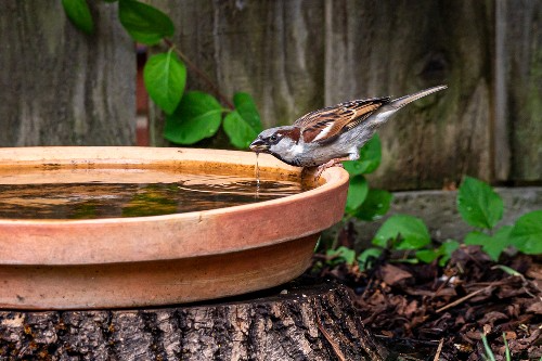 Just Add Water – Garden Ponds and Bird Baths Help Wildlife Thrive ...