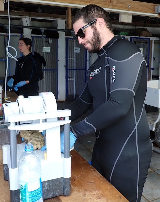 Ancient Viruses Discovered in Coral Symbionts’ Dna - Current Science Daily