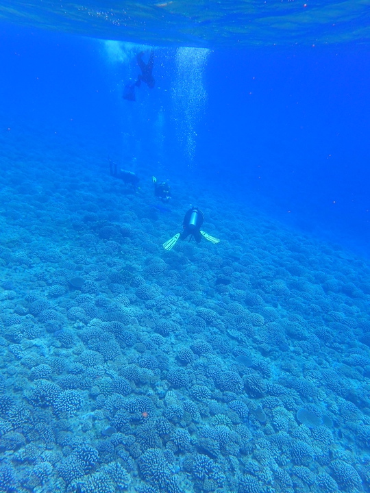 Ancient Viruses Discovered in Coral Symbionts’ Dna - Current Science Daily