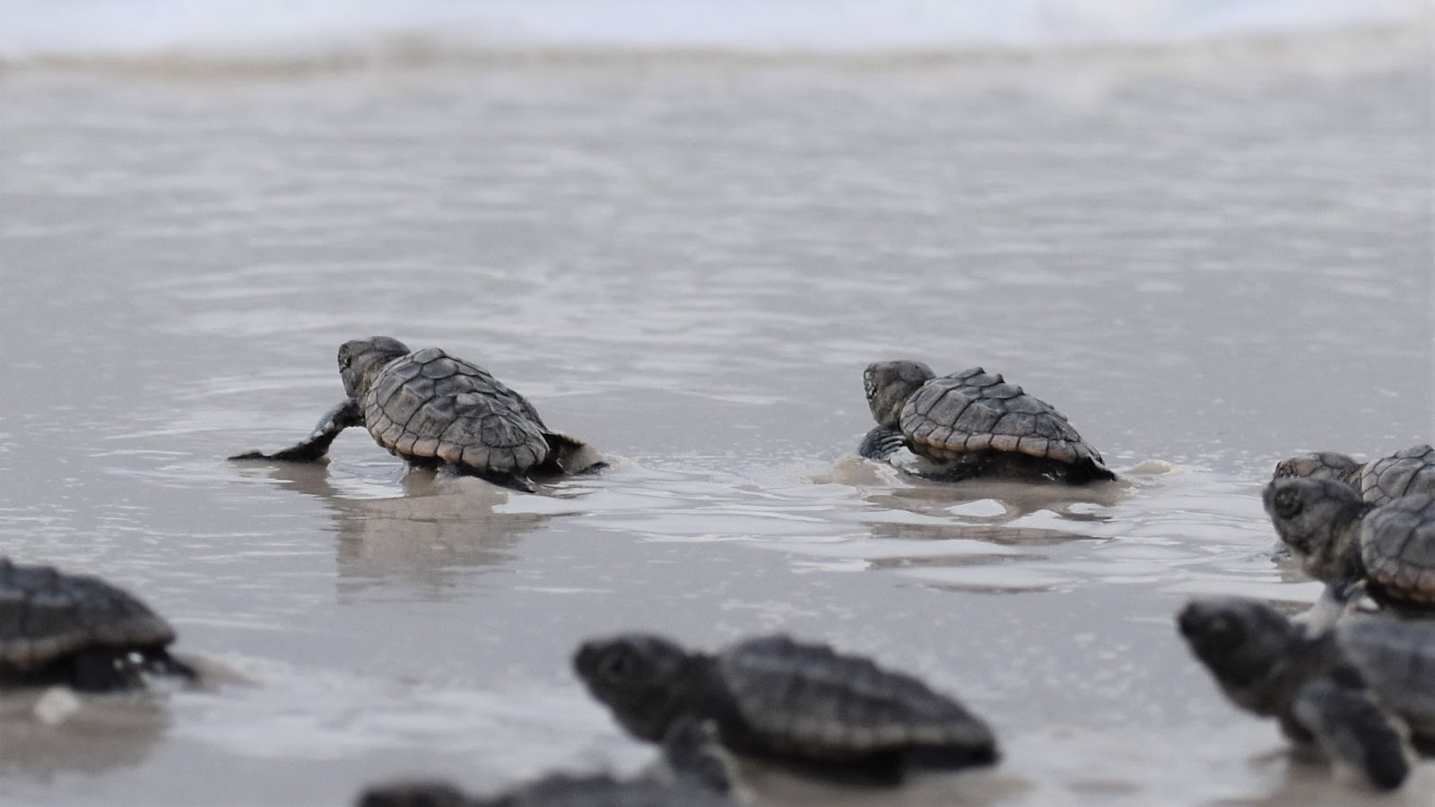 Volunteers Are Changing the Game for Sea Turtle Survival on Alabama's ...
