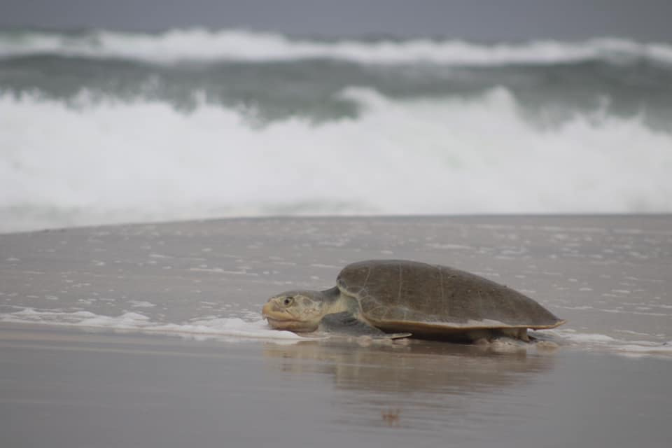 Volunteers Are Changing the Game for Sea Turtle Survival on Alabama's ...