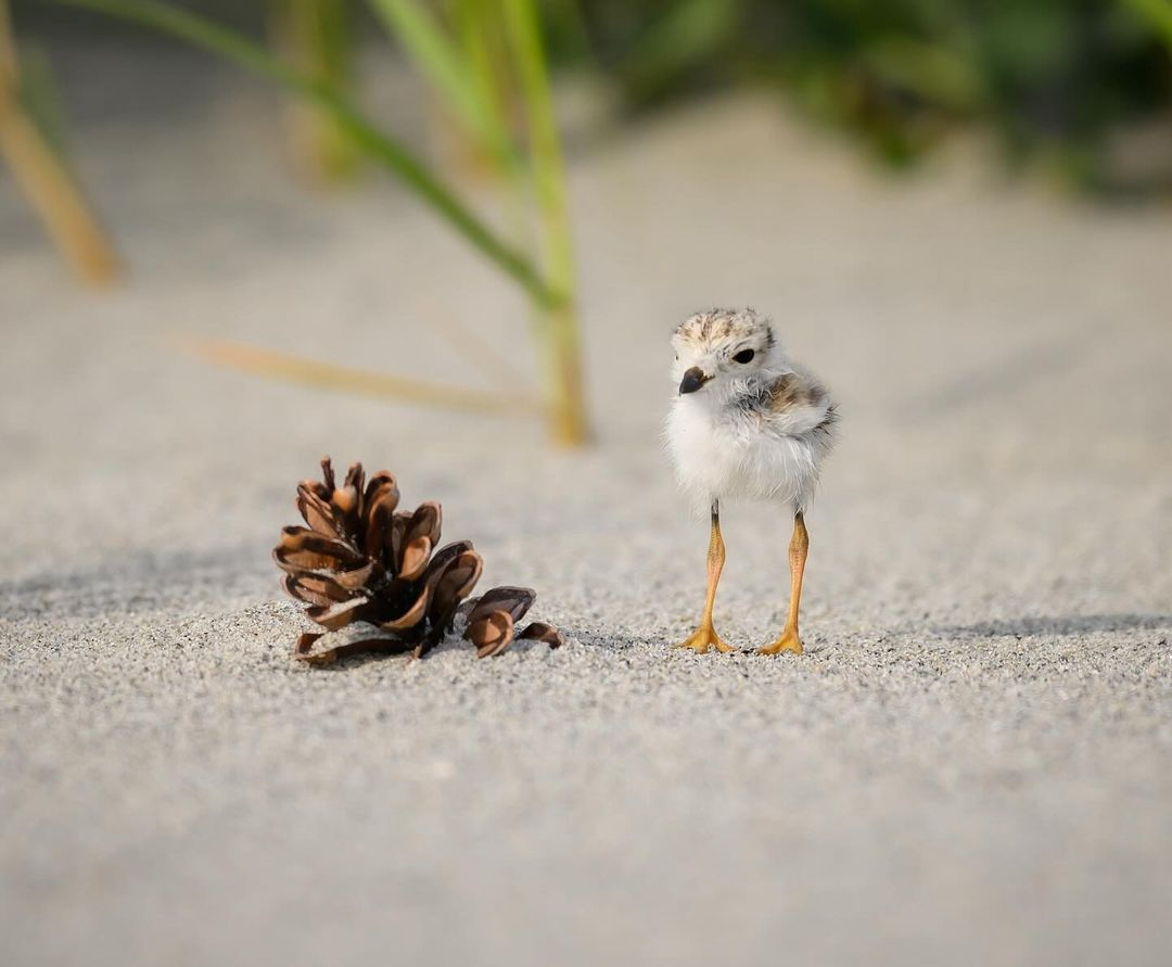 The Dispatch: Aug. 10 | Kinute