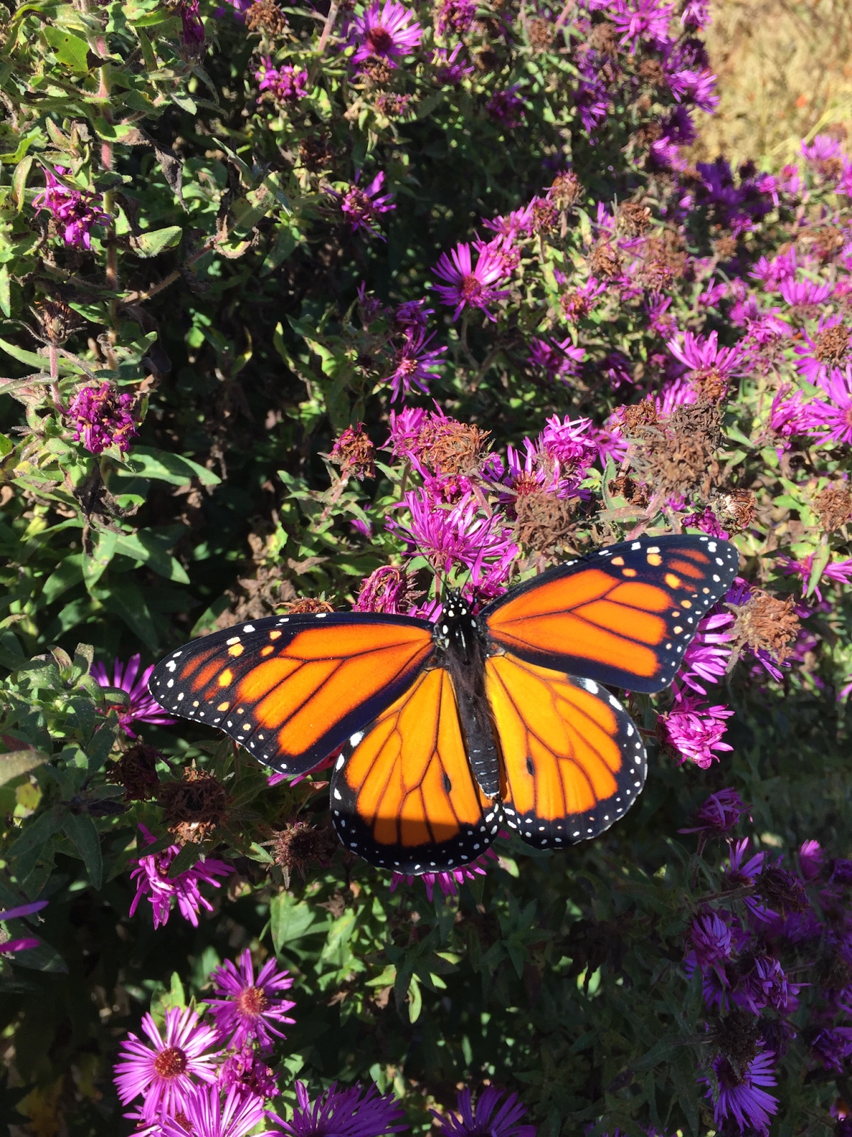 Homegrown National Park Guides Individuals to Action in Combating the ...