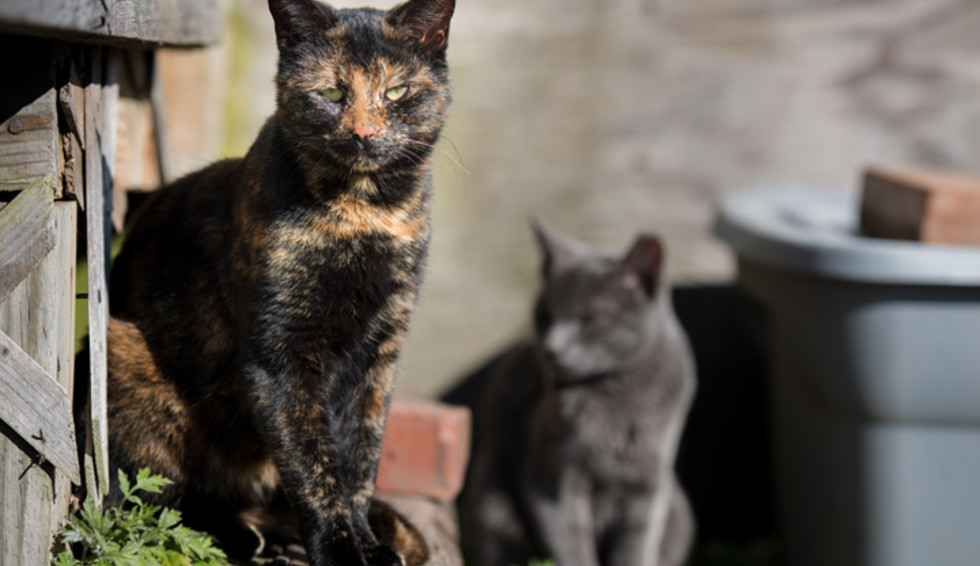 BARCS Community Cats Program