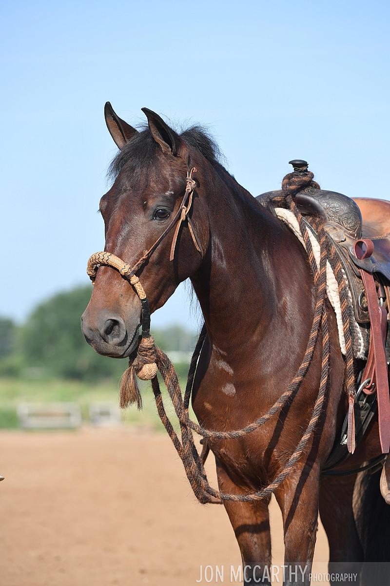 2018 Sean Johnson Performance Horses - Farm Shoots - 2018 Farm Shoots ...