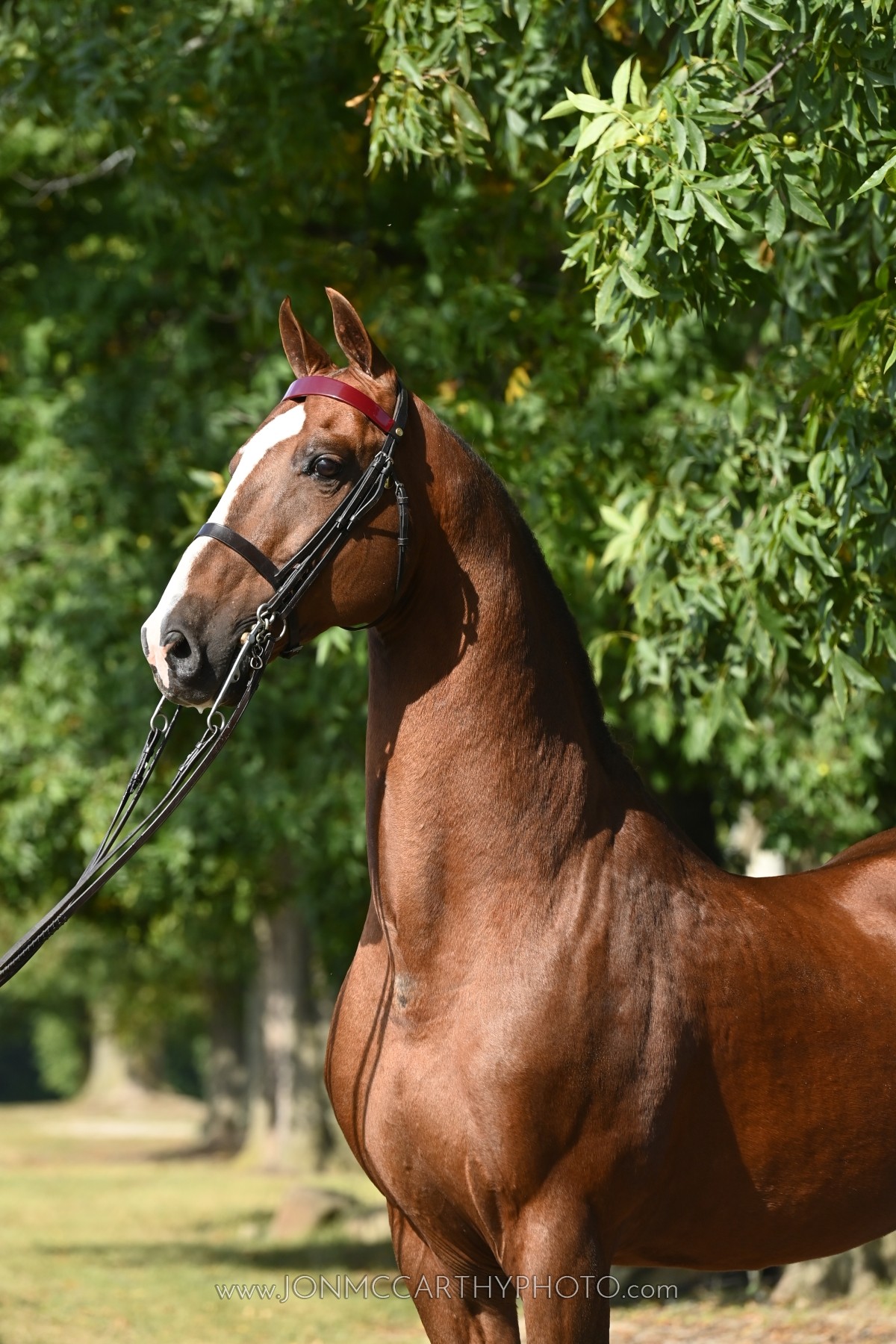 2021 Stachowski - Farm Shoots - 2021 Farm Shoots - jonmccarthyphoto.com