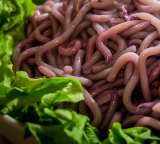 Gagh #1 – Klingon Assault Group