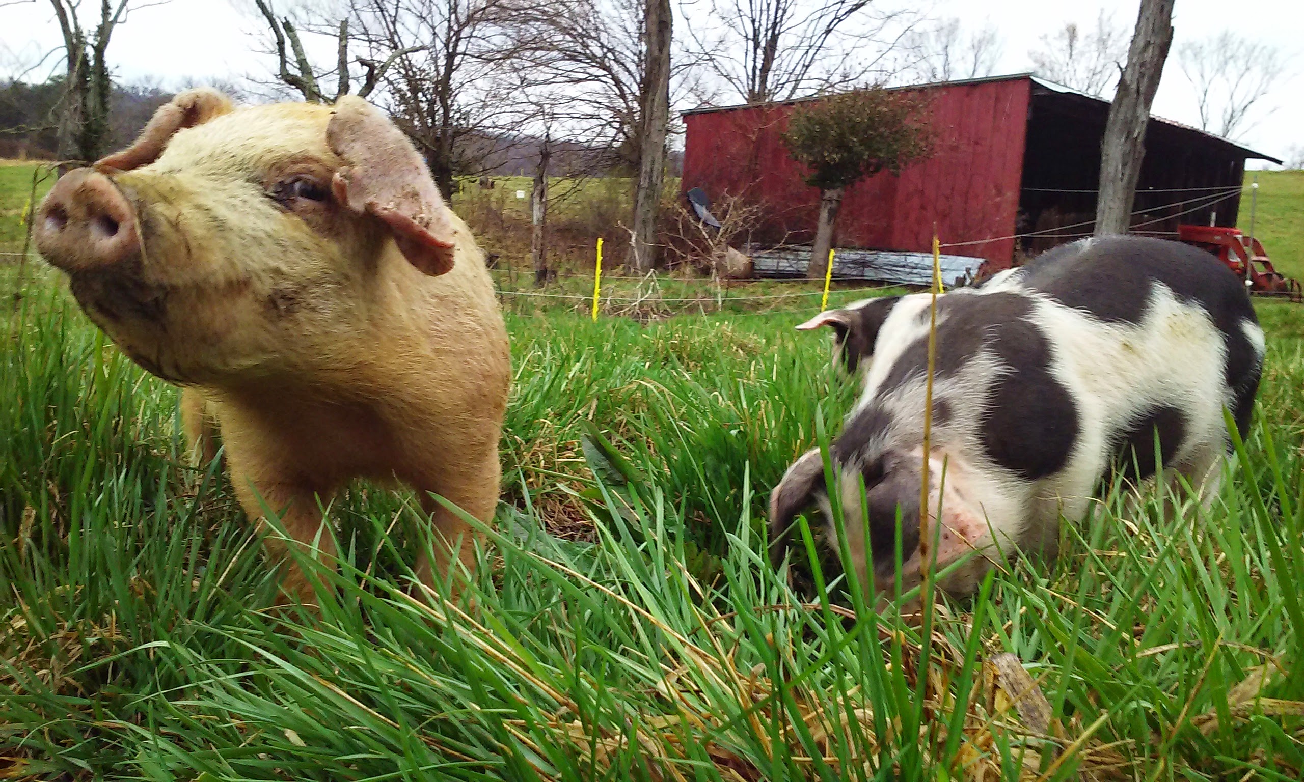 Ep. 5 - Raising Pastured Pigs w/ Luke Groce