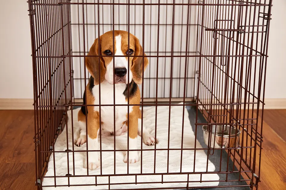 Crate Training 101: Benefits of Crate Training and Step-by-Step Guide ...