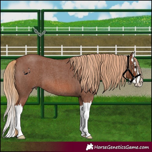 Sally Dolly | HuntAndJump.com