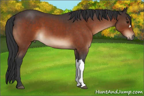 IR Show Pony 2989338 | HuntAndJump.com