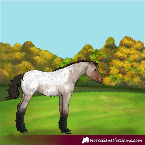 Cradle Spawn 4115317 | HorseGeneticsGame.com
