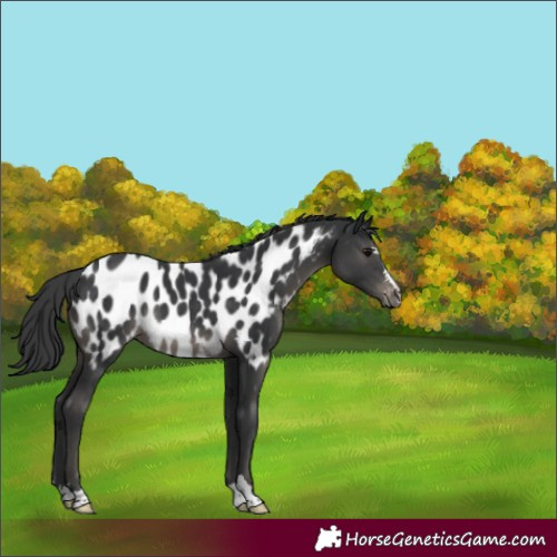 FP Orange Wrangler | HorseGeneticsGame.com