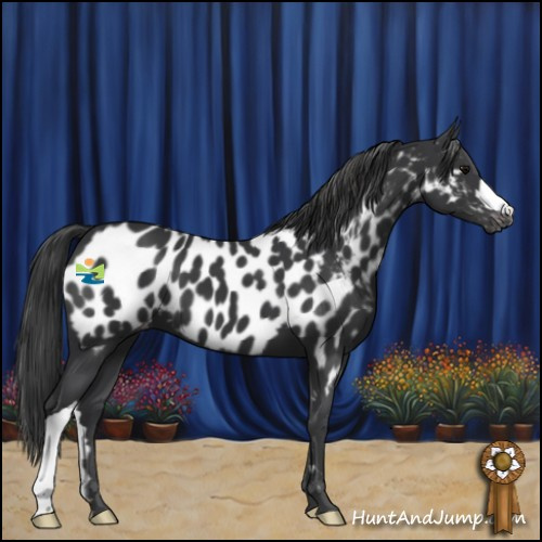 AVR Midnight Secret 2B AUC | HorseGeneticsGame.com