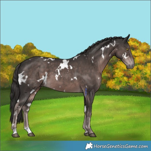 3g Ncb Plat Contained | HorseGeneticsGame.com