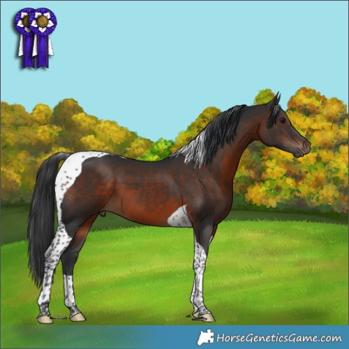xxVF Imanis Shadow 3A SP | HorseGeneticsGame.com