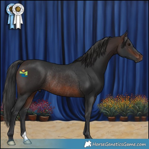 xxAVR Show Pony 19434585 | HorseGeneticsGame.com