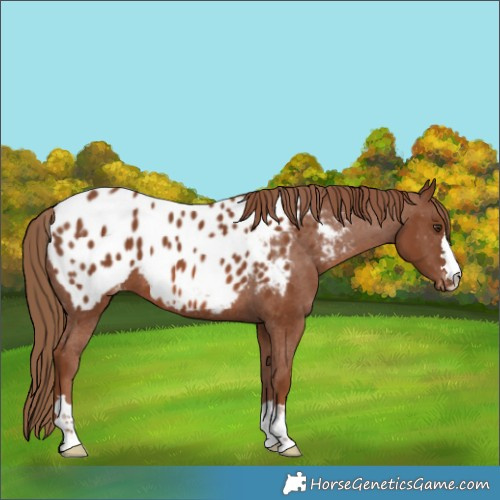 TNT Binturong Enlarge | HorseGeneticsGame.com