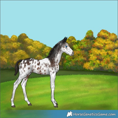 4g Hded Mouse Down Boulder | HorseGeneticsGame.com