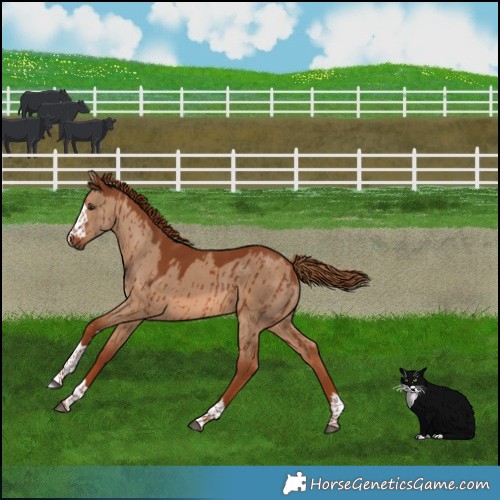 219s DF Go Doc Go D12 | HorseGeneticsGame.com