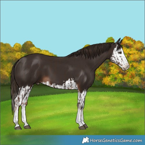 19 Tally Sun Rating | HorseGeneticsGame.com