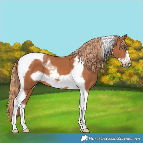 G3 20893611 | HorseGeneticsGame.com
