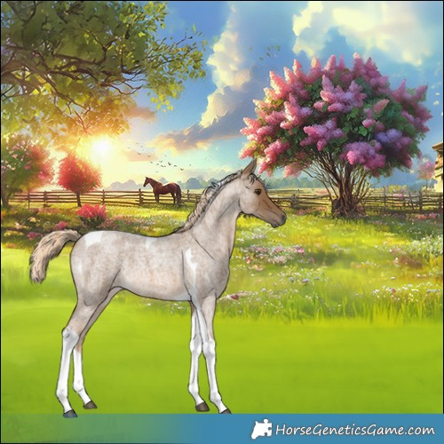 AVR Show Pony 21081814 | HorseGeneticsGame.com