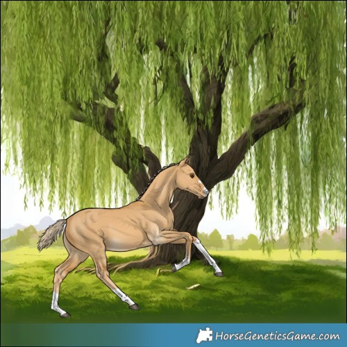 AVR Show Pony 21081823 | HorseGeneticsGame.com