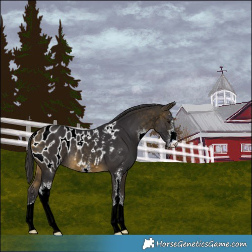 3g Pom Wallaby Robinson | HorseGeneticsGame.com