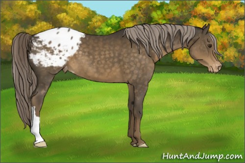 11547634 | HorseGeneticsGame.com