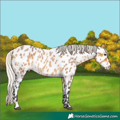 JK Salt Lithuania | HorseGeneticsGame.com