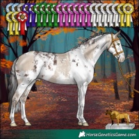 TFS Show Pony 13503689 | HorseGeneticsGame.com