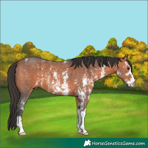 TJ Maps Spectrum | HorseGeneticsGame.com