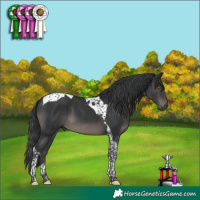 TFS Show Pony 13605164 | HorseGeneticsGame.com