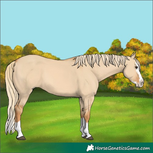 13550614Ex Pro D Spl hh | HorseGeneticsGame.com